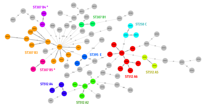 文章解读丨用于肺炎克雷伯菌聚类分析的cgMLST，coreSNP和PFGE方法比较-微生物研究-密码子学院-生物科研技能学习平台
