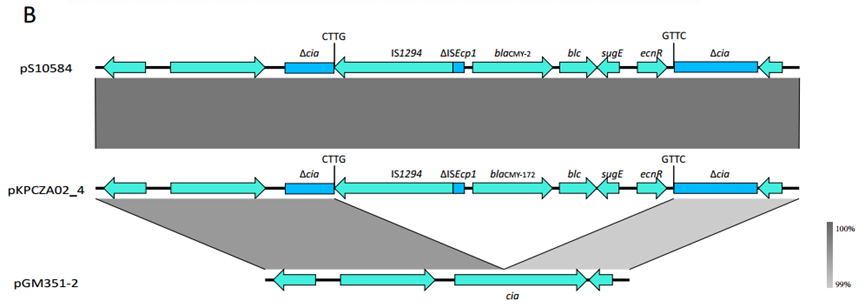 新型CMY AmpC β-内酰胺酶导致产KPC肺炎克雷伯菌的头孢他啶-阿维巴坦耐药-细菌基因组研究-密码子学院-生物科研技能学习平台